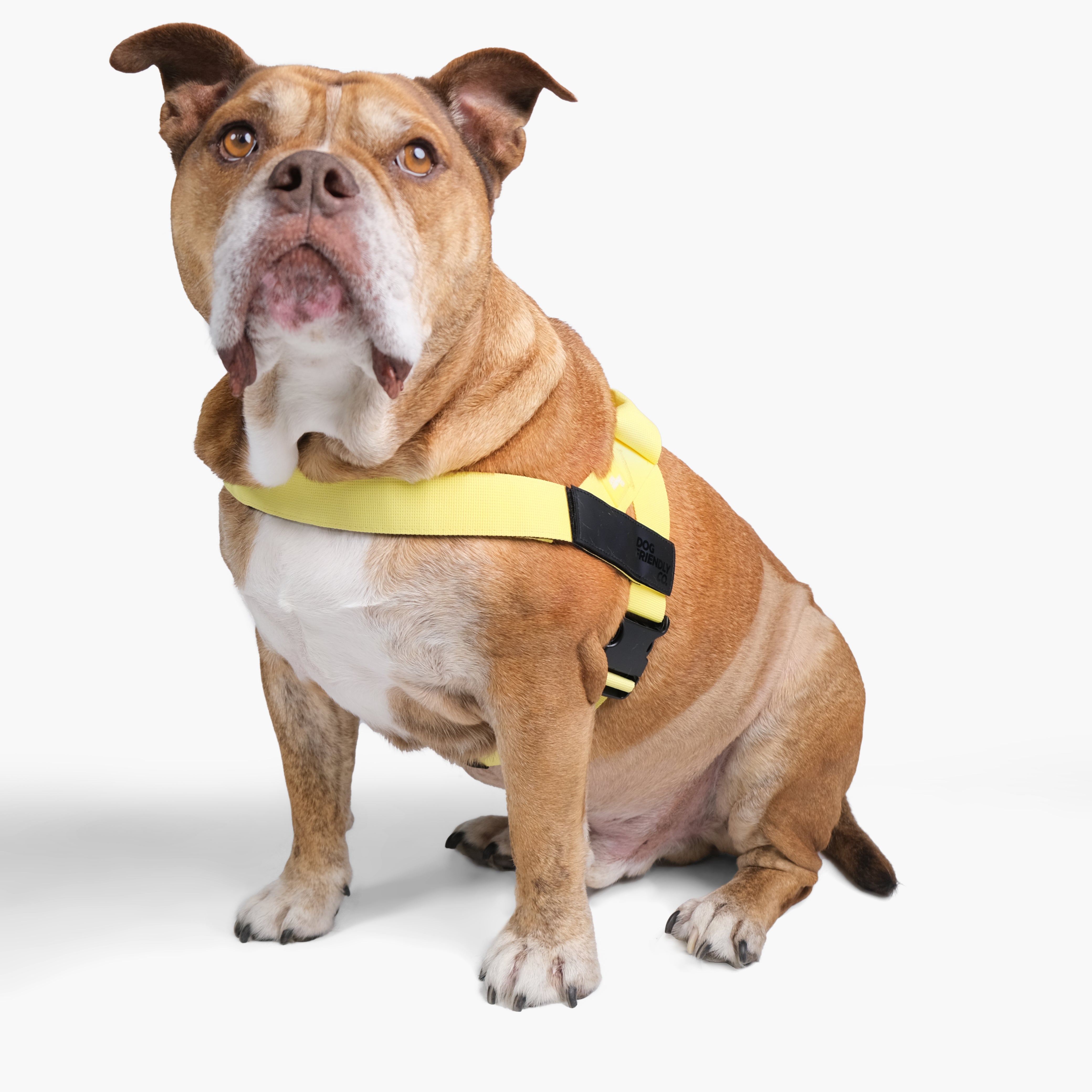 How to Soothe Rope Burns from a Dog Leash – Dog Friendly Co. AE